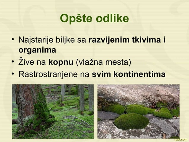 mahovine-osnovne osobine i ciklus razvica | PPTX