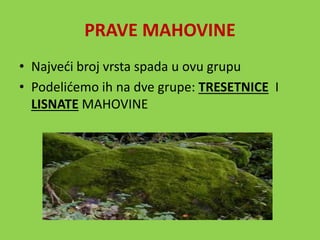 Mahovine & paprati | PPTX