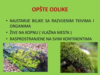 Mahovine & paprati | PPTX