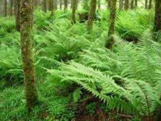 Mahovine & paprati | PPTX