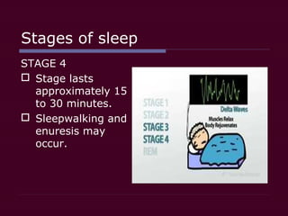 stages of sleep | PPT