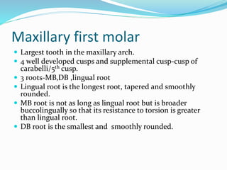Maillary molar | PPTX