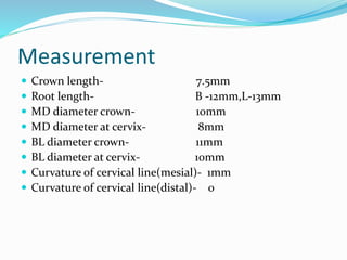 Maillary molar | PPTX