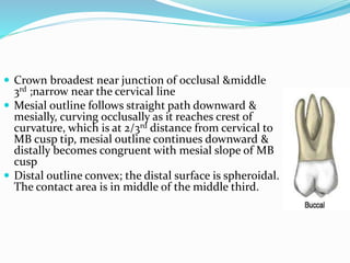 Maillary molar | PPTX