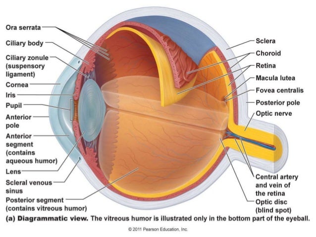 Imaging in Ocular Pathologies