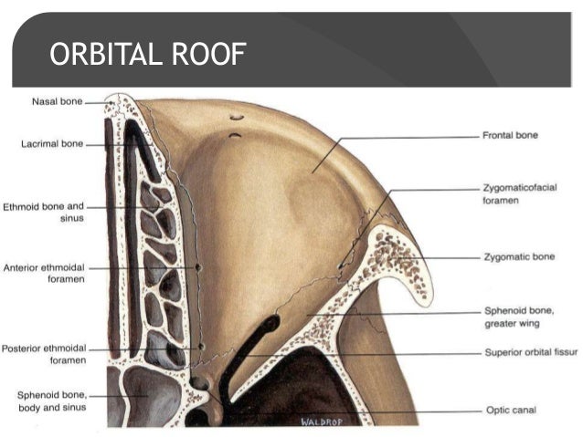 Imaging in Ocular Pathologies