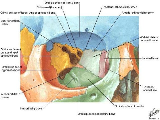 Imaging in Ocular Pathologies