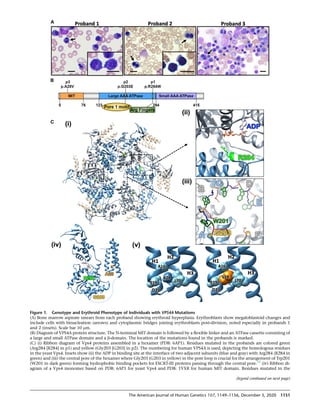 VPS4a scientific article related to medical genetic.pdf