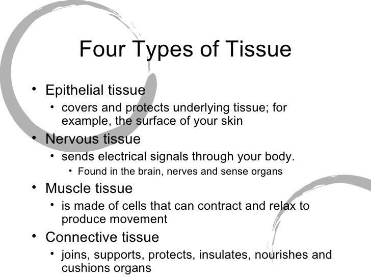 Four Main Tissues Of The Body The Four Major Tissue Types