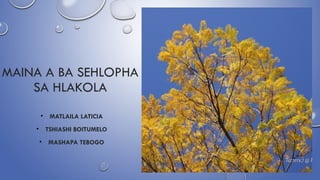 Maina_a_ba_sehlopha_sa_Hlakola.. (1).pptx
