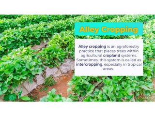 Principles and Benifits of Agroforestry Systems | PPTX
