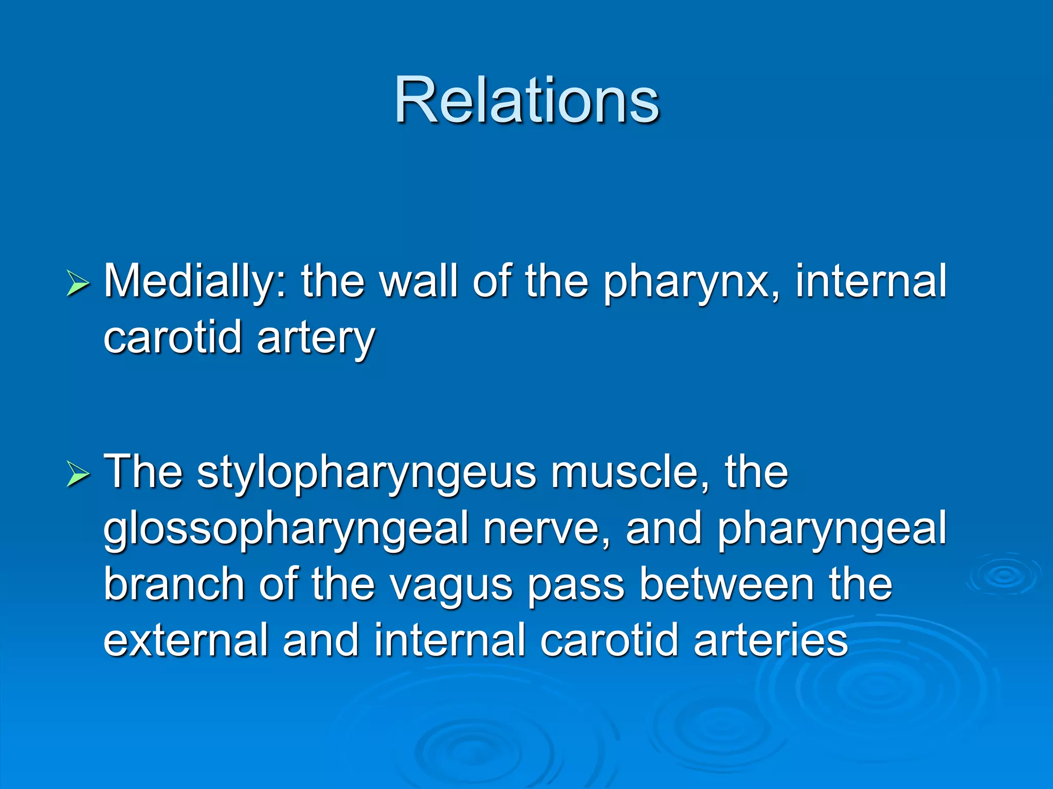 Main Arteries and Veins of the human Neck | PDF