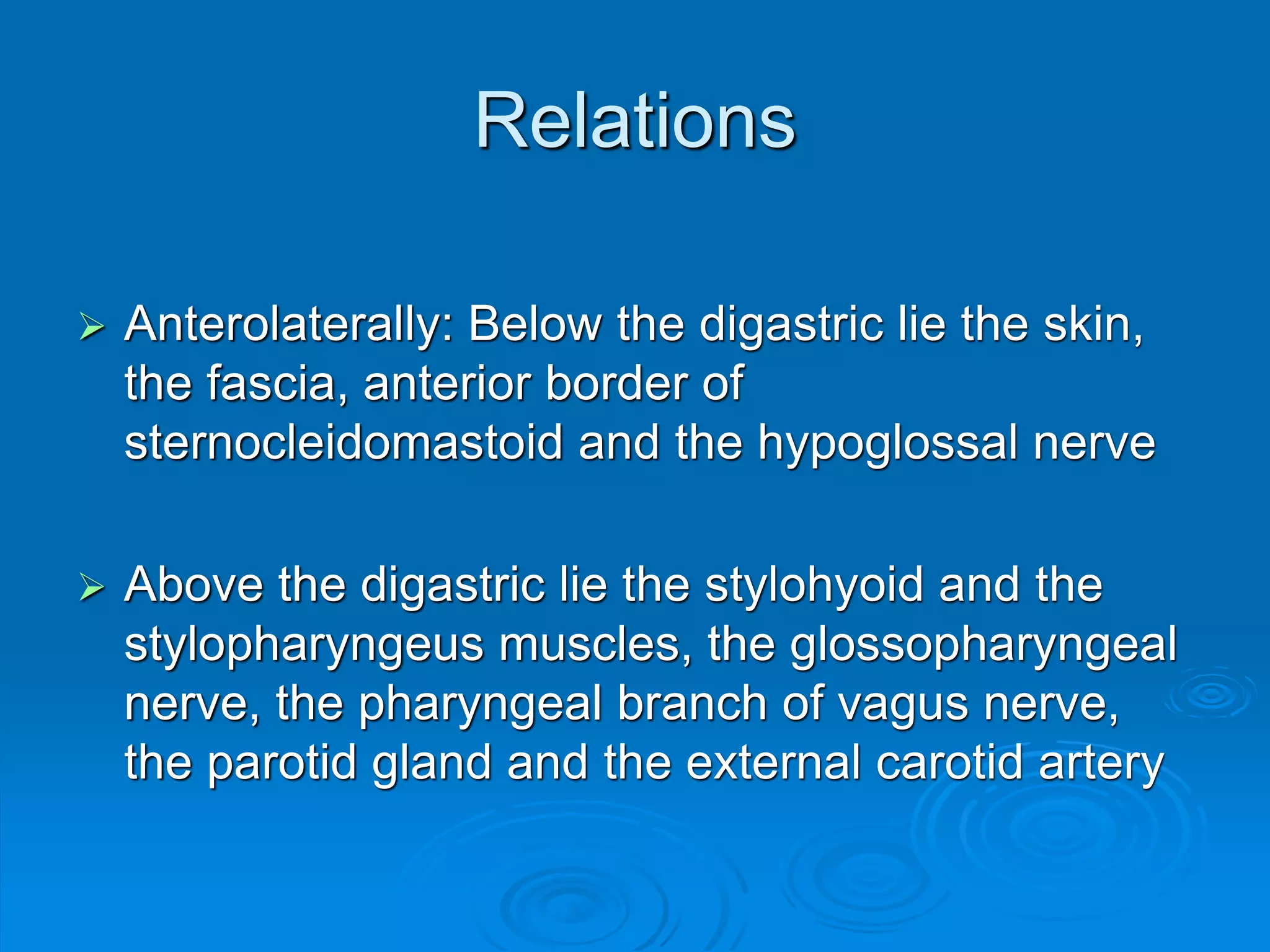 Main Arteries and Veins of the human Neck | PDF