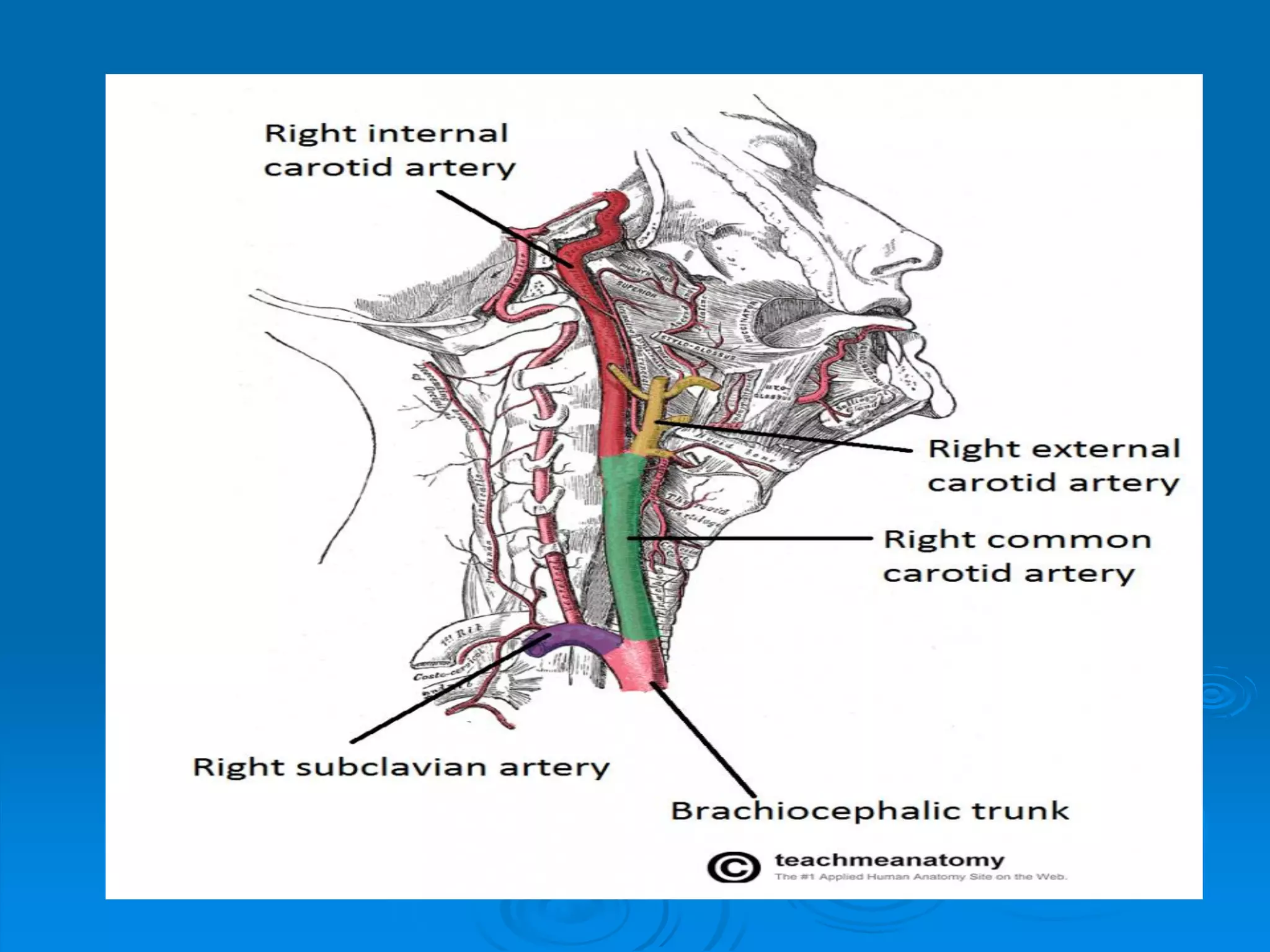 Veins And Arteries In The Neck