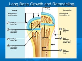 stages of bone formation | PPT