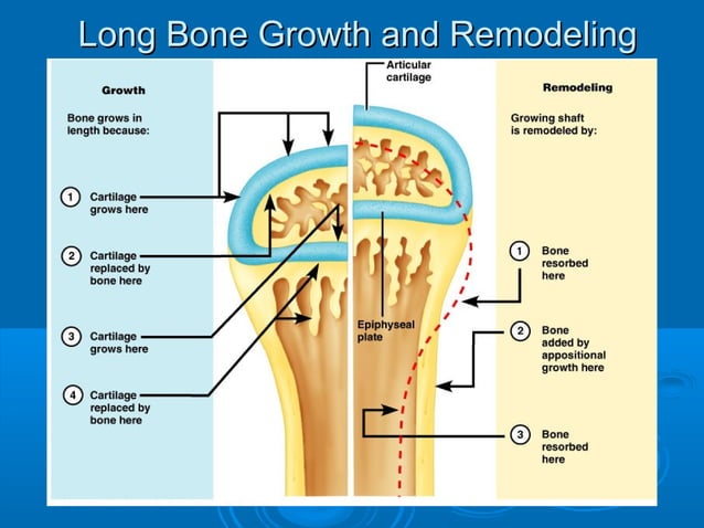 stages of bone formation | PPT