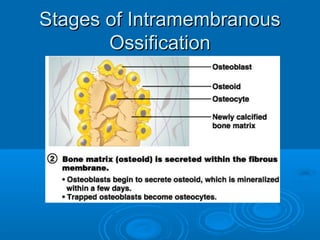 Intramembranous Ossification Stages