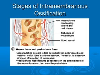 Intramembranous Bone Formation Steps