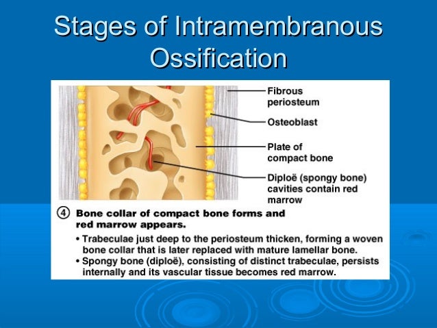 stages of bone formation