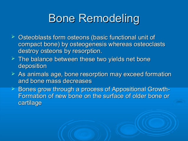 stages of bone formation