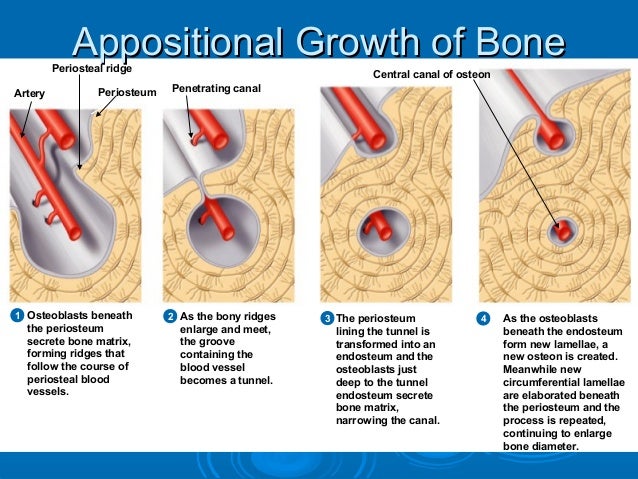 stages of bone formation