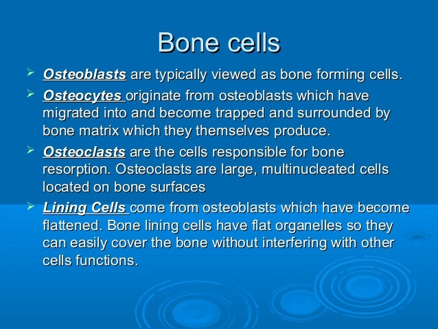 225 Bone Formation And Development