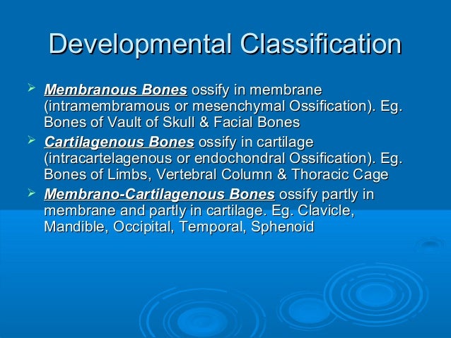 stages of bone formation
