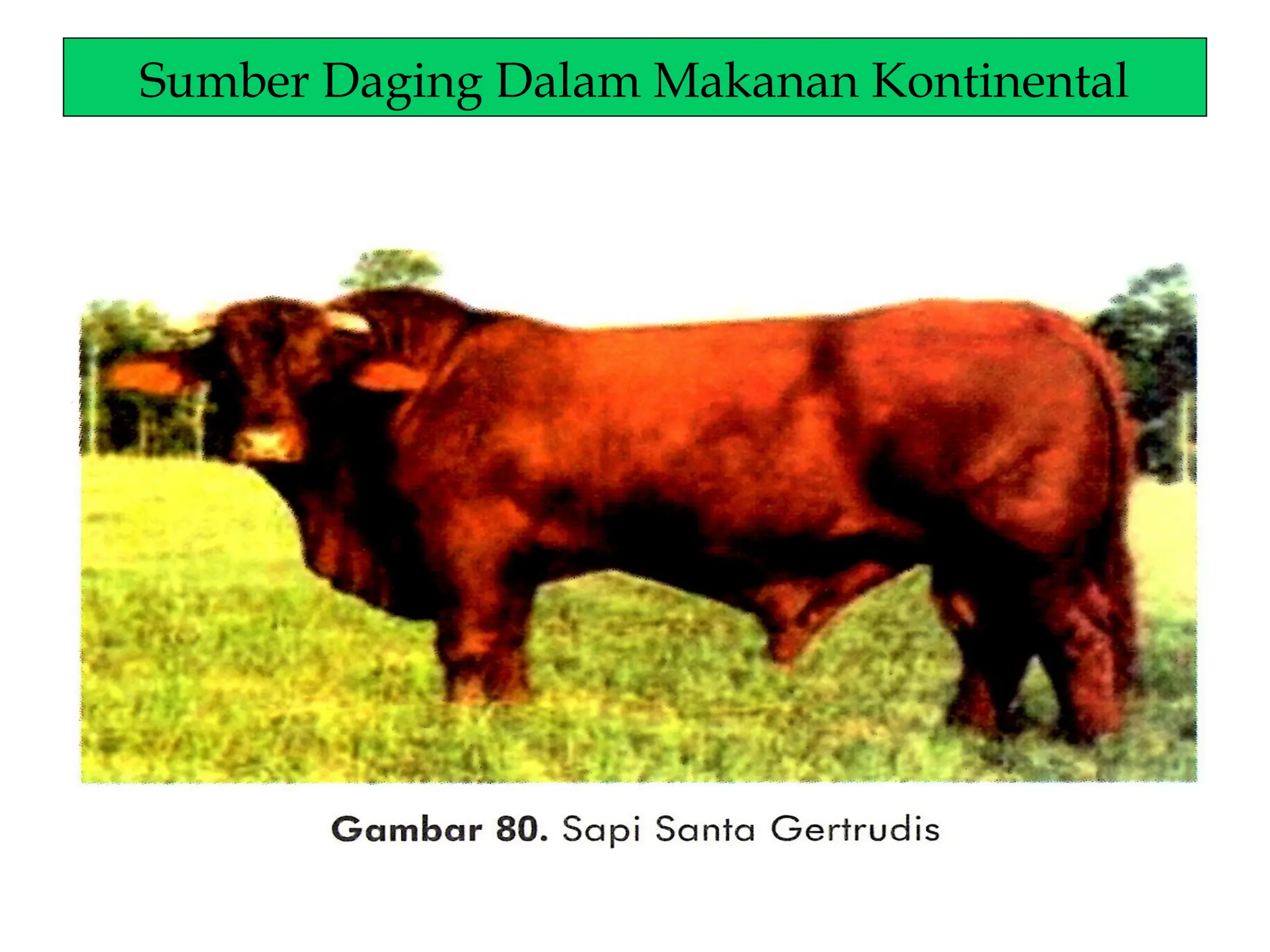 Main Course (Daging makanan utama kontinental).ppt