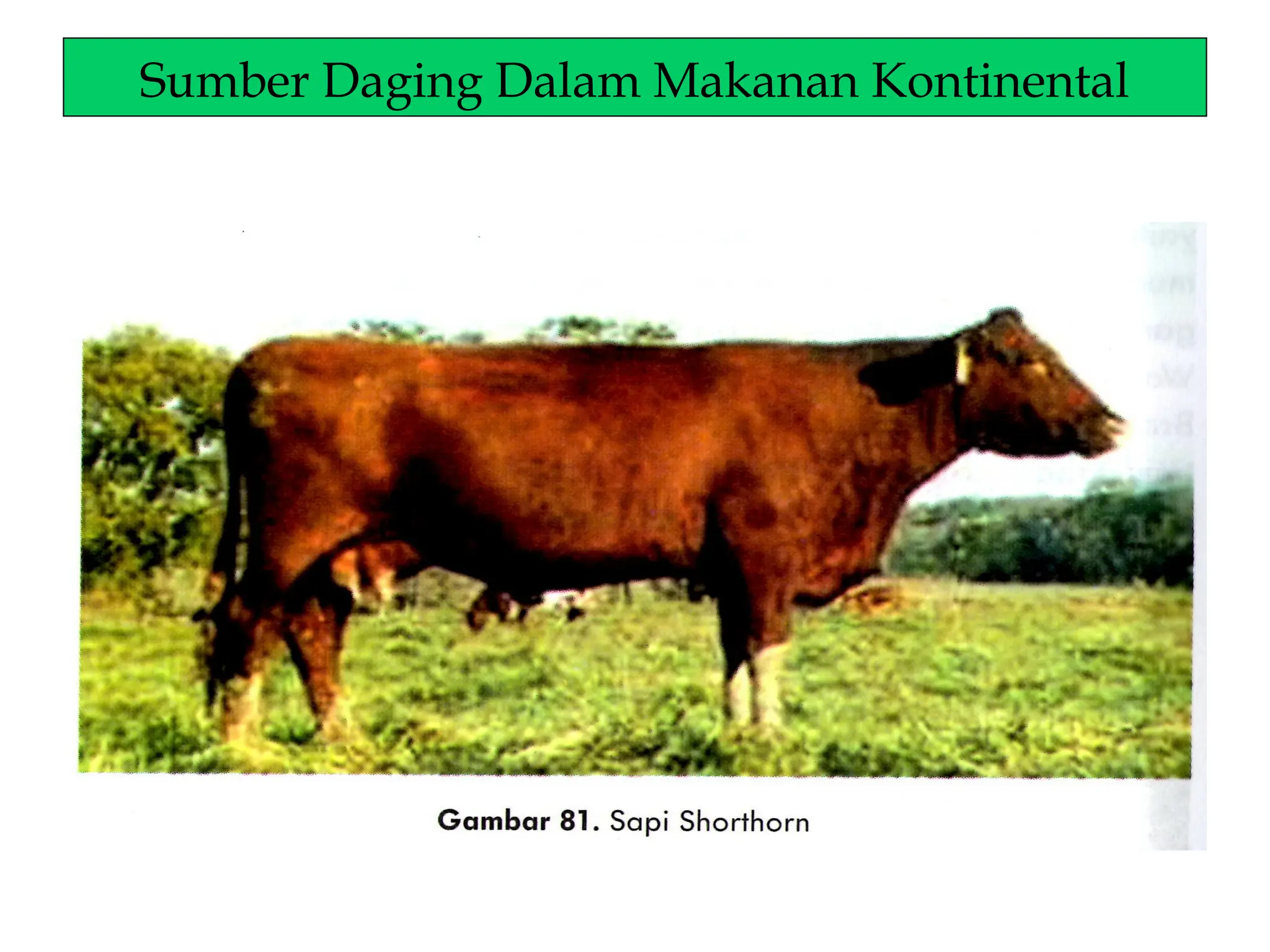 Main Course (Daging makanan utama kontinental).ppt