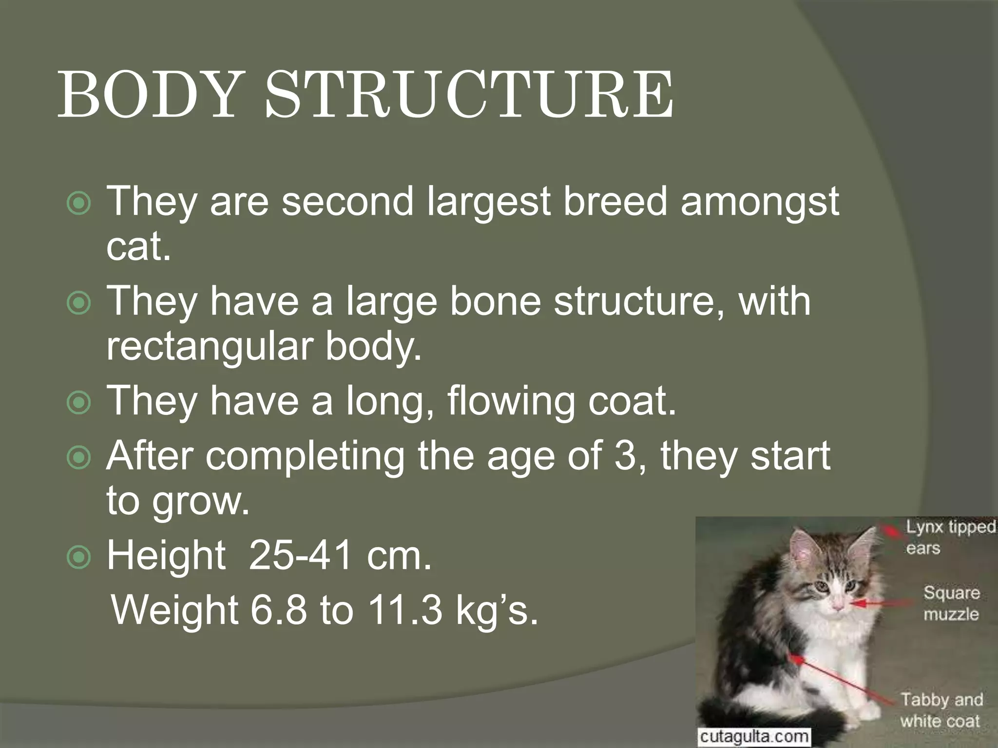 Maine coon cat | PPTX