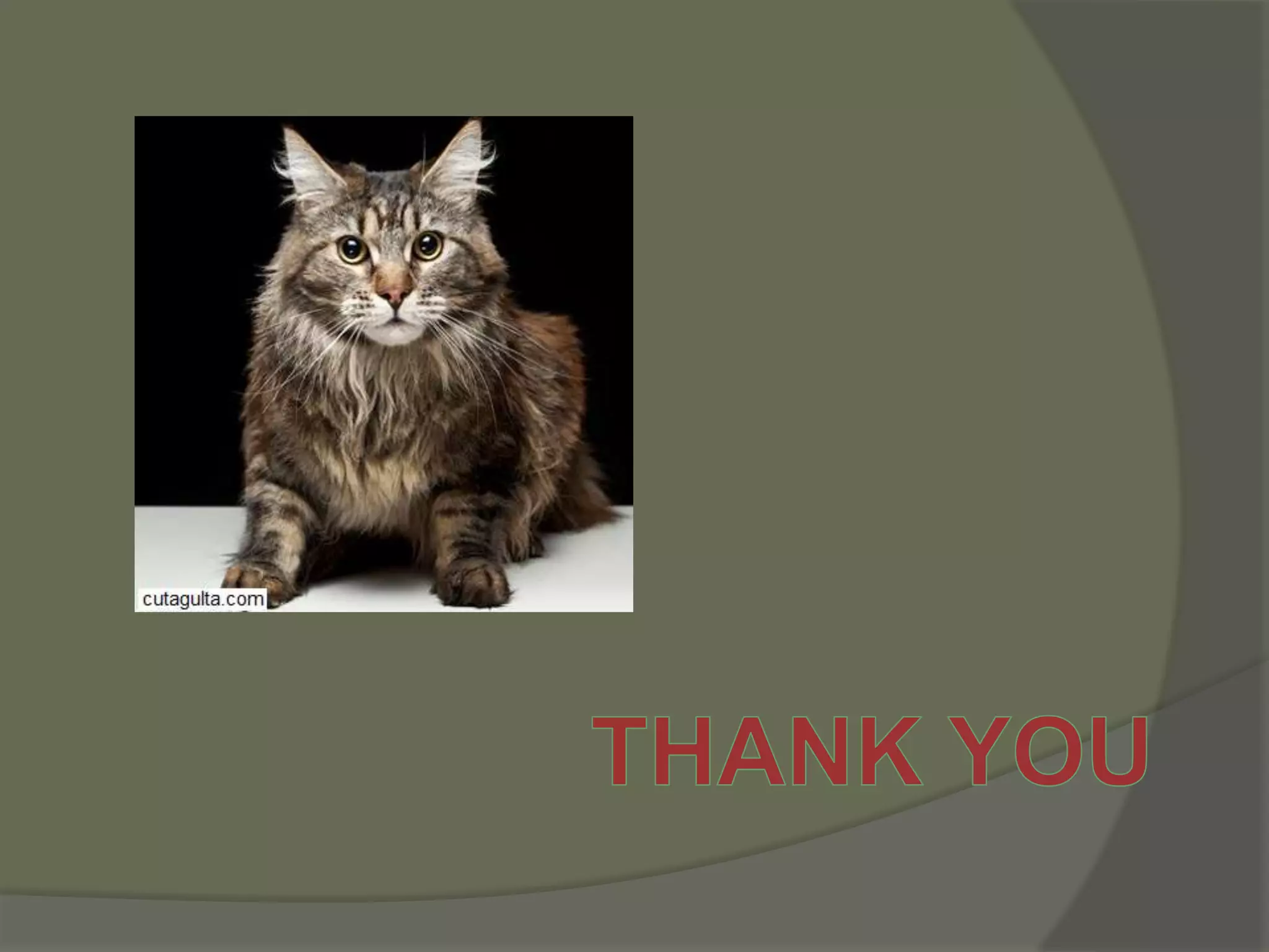 Maine coon cat | PPTX