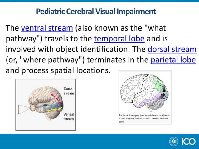 Diagnosis and Therapeutic Intervention of Vision Function and ...