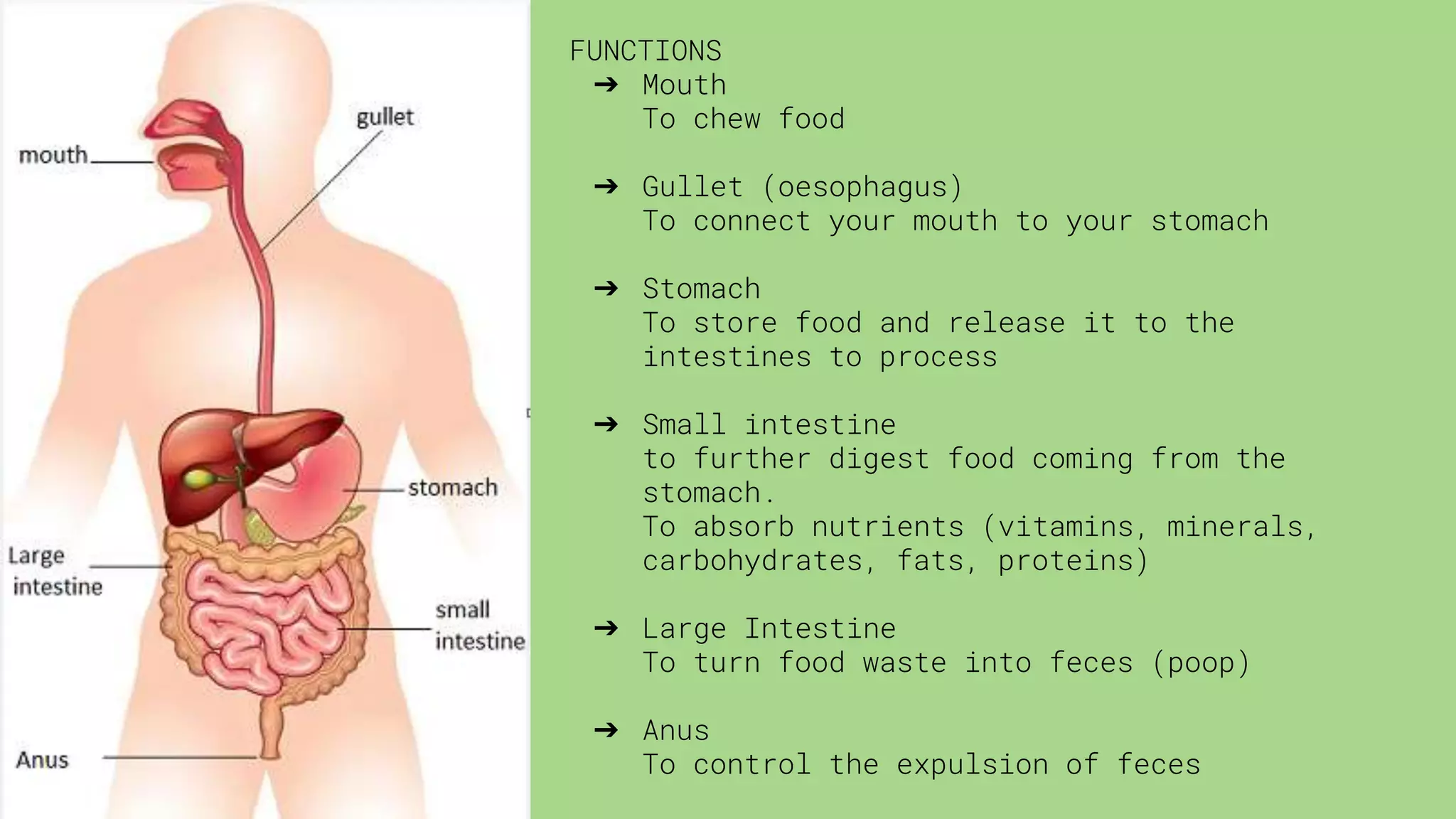 Main Organ Systems in Human P3.pptx