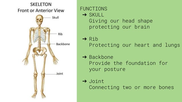 Main Organ Systems in Human P3.pptx