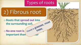 Main parts of a plant slide share | PPSX