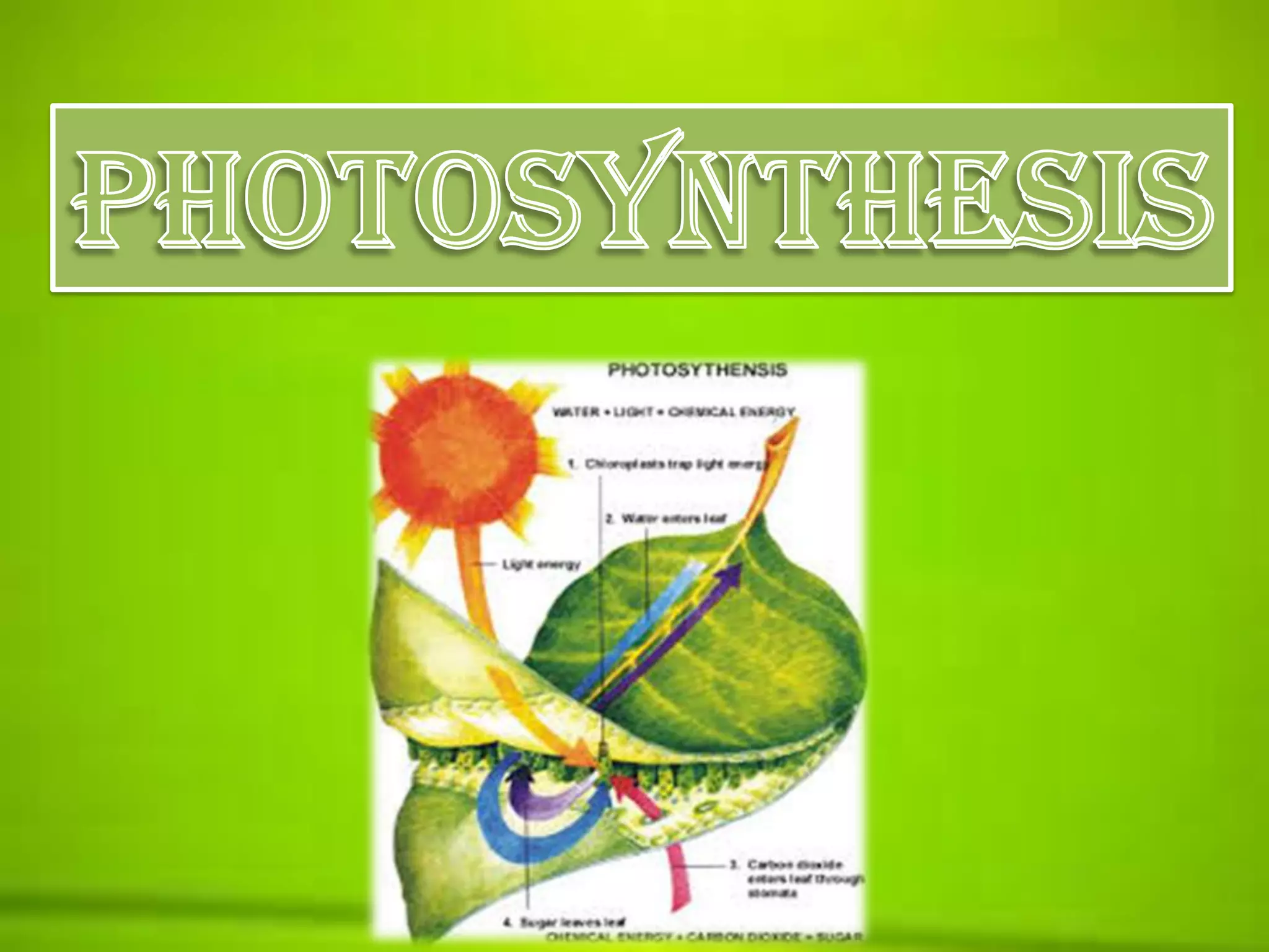 photosynthesis ppt | PPTX