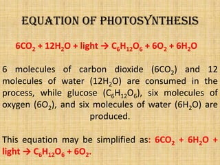 photosynthesis ppt | PPTX