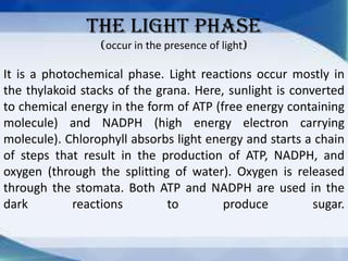 photosynthesis ppt | PPTX