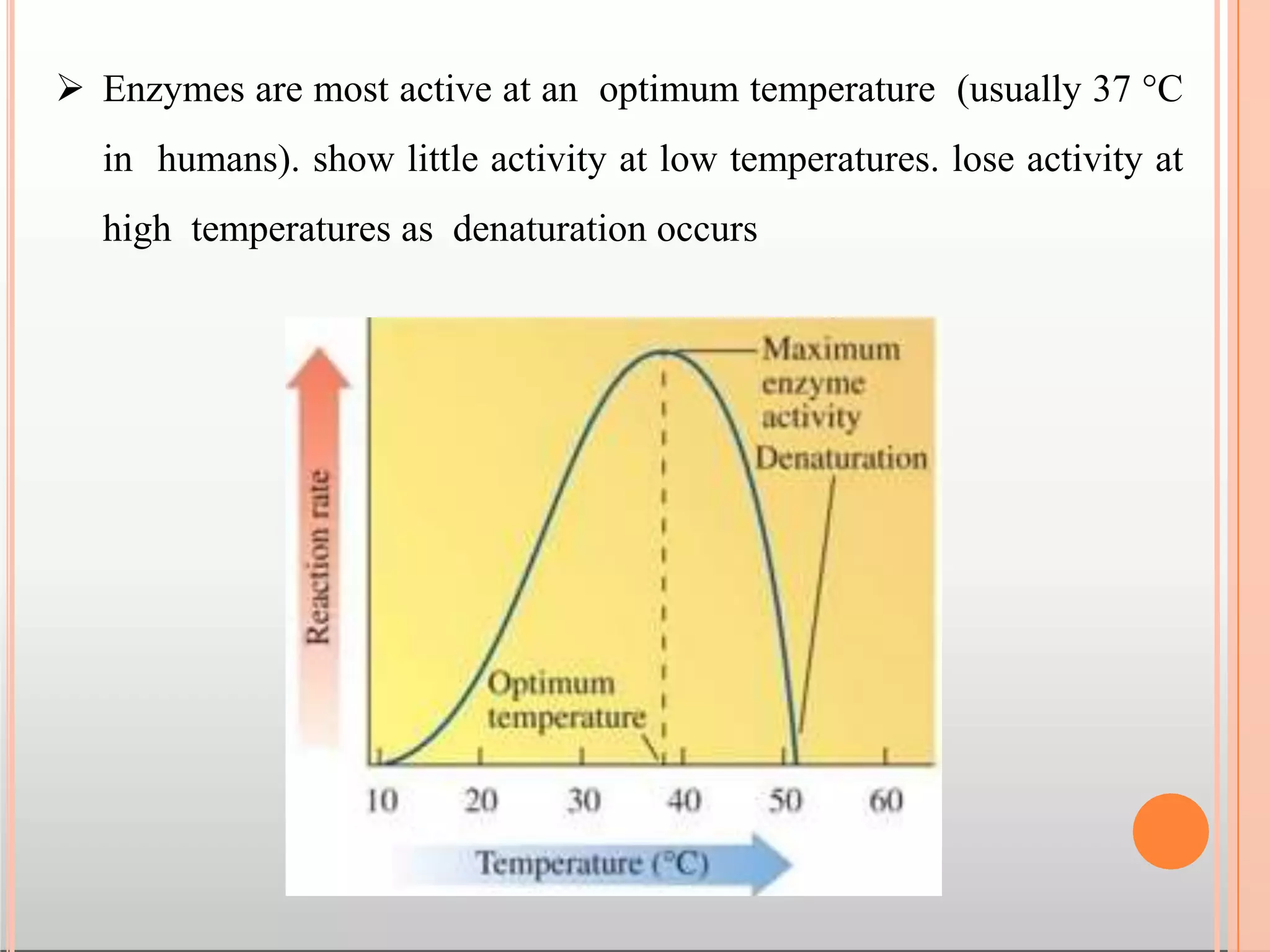 MAIN PPT- ENZYMES.pptx