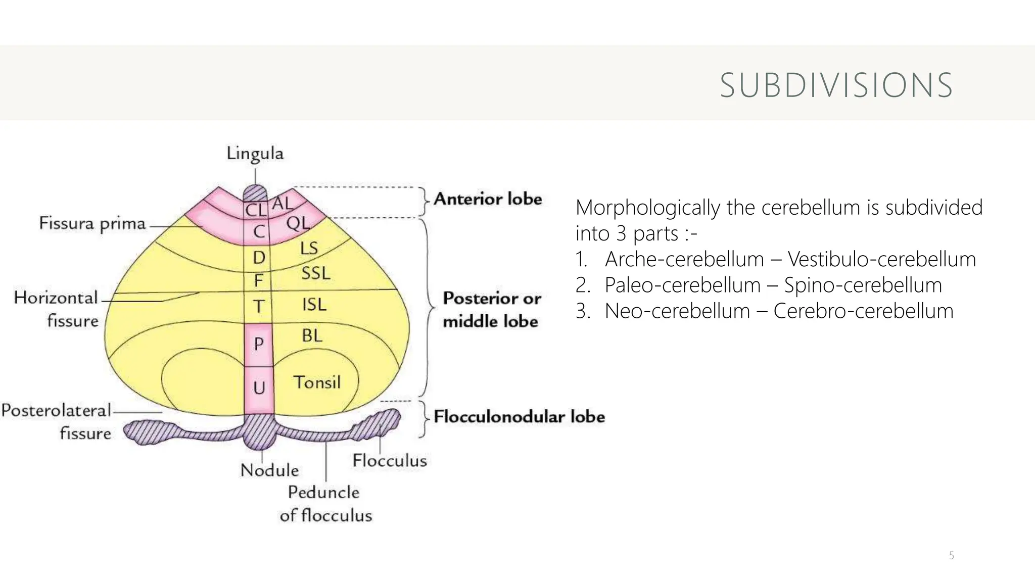Cerebellar Syndrome Anatomy for Undergraduates | PPTX
