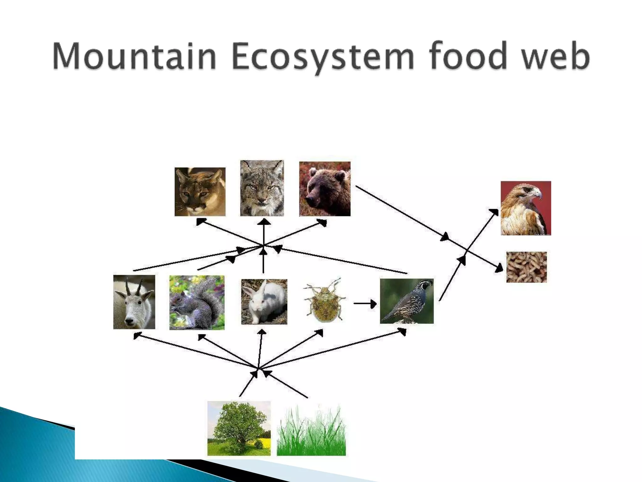 Presentation on mountain ecosystem | PPT