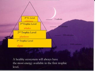 ENERGY FLOW IN ECOSYSTEM | PPTX