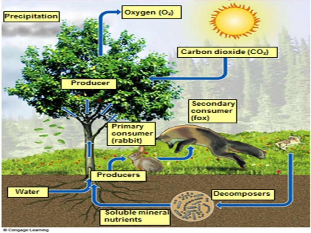 ENERGY FLOW IN ECOSYSTEM