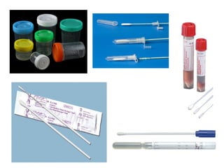 Main steps in bacteriological diagnosis | PPT
