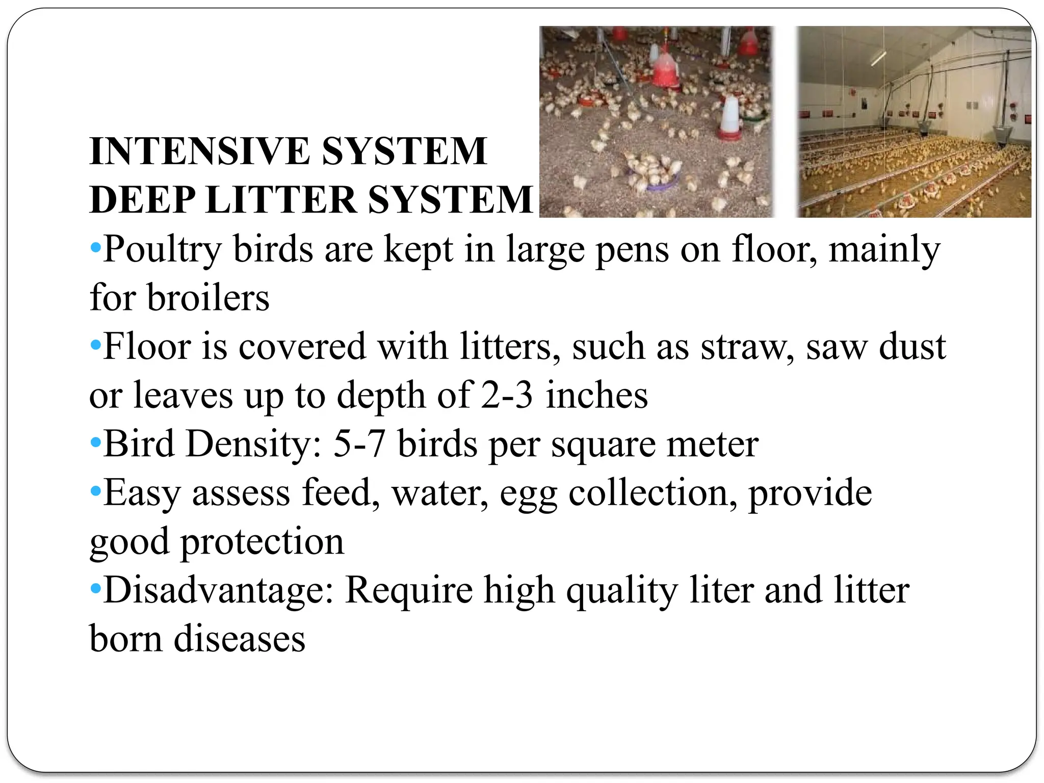 Maintain Poultry House: rules and needed | PPTX