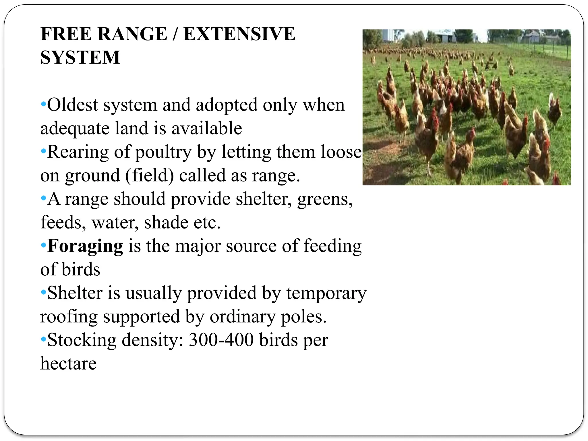 Maintain Poultry House: rules and needed | PPTX