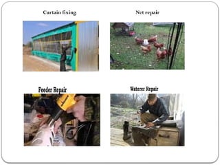 Maintain Poultry House: rules and needed | PPTX