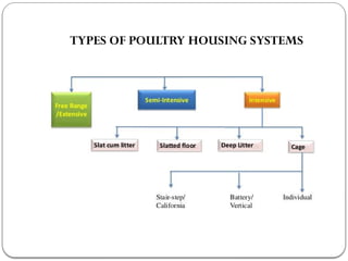 Maintain Poultry House: rules and needed | PPTX
