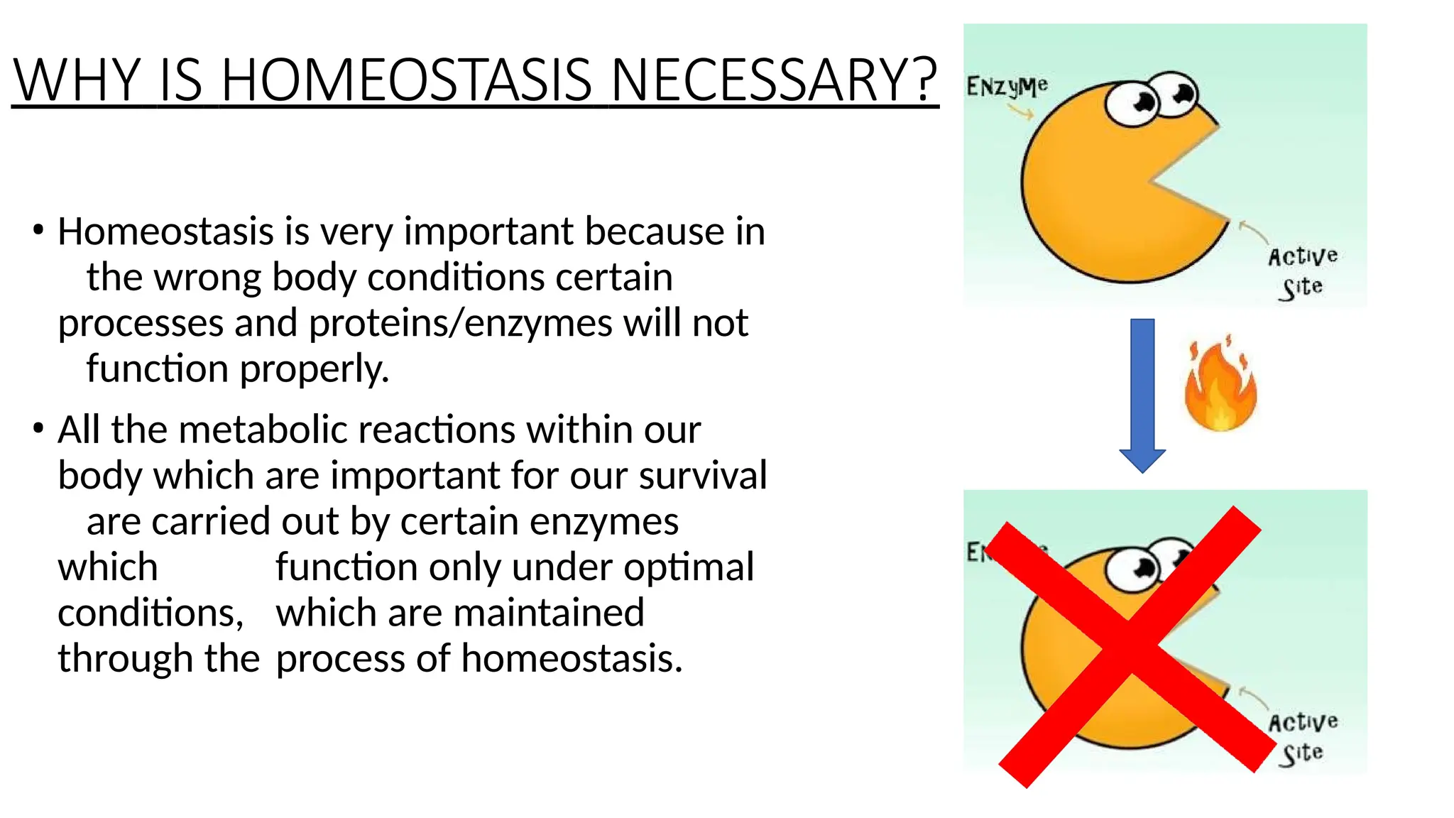Maintaining Homeostasis in sports Science.pptx