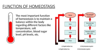 Maintaining Homeostasis in sports Science.pptx
